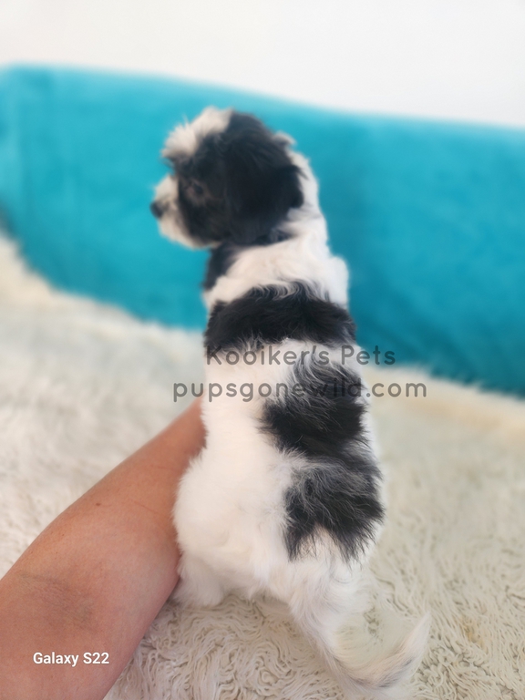 Zuchon Puppies For Sale | Pups Gone Wild